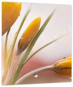 Obraz - Jarní květy (30x30 cm)