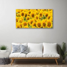 Obraz na plátně Slunecznice Rostlina 120x60 cm