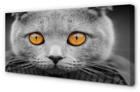 Obrazy na plátně Šedá Britská kočka 125x50 cm