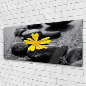 Plexisklo-obraz Květ Kameny Rostlina Lázně 125x50 cm