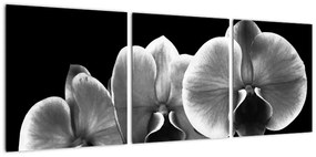 Černobílý obraz - orchidej
