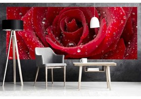 DIMEX | Panoramatická vliesová fototapeta na zeď Červená růže MP-2-0138  | 375 x 150 cm | červená