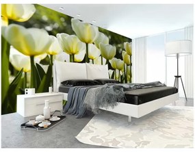 DIMEX | Samolepicí vliesová fototapeta na zeď Bílé tulipány MA-5-0127 | 375 x 250 cm | zelená, bílá, žlutá