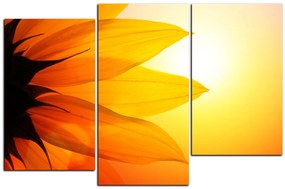 Obraz na plátně - Slunečnice květ 1201D (90x60 cm)