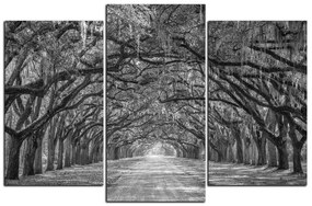 Obraz na plátně - Historické dubové stromy lemované polní cestou 1239QC (105x70 cm)