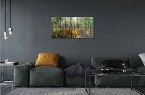 Obraz na skle Les bříza 140x70 cm