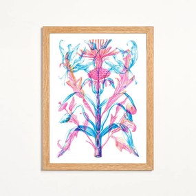 Filip Šenkeřík | Hybrid I – Liliantaurea Centaureum Rám: Bílý, Velikost: 30 x 20 cm
