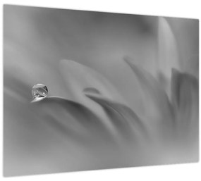 Obraz - Kapka na květu, černobílá (70x50 cm)