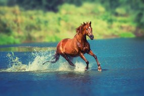DIMEX | Samolepicí vliesová fototapeta na zeď Kůň běžící jezerem MA-5-0424 | 375 x 250 cm | zelená, modrá, hnědá