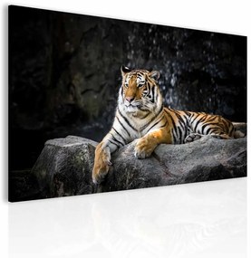 Malvis ® Obraz tygří důstojnost Velikost (šířka x výška): 150x100 cm