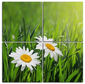 Obraz na plátně - Heřmánek v zelené trávě - čtverec 385E (100x100 cm)