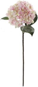 Hortenzie růžovo-smetanová, 70 cm