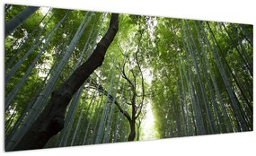 Obraz lesů (100x40cm)