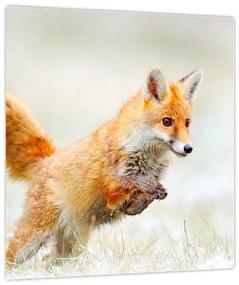 Obraz - Skákající liška (30x30 cm)