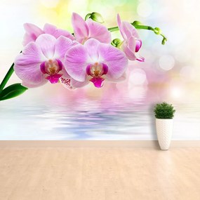 Fototapeta Orchidej růže 104x70