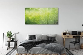 akrylový obraz Tráva kapky rosy 140x70 cm
