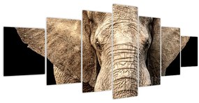 Obraz - Slon africký (210x100 cm)