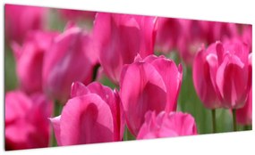 Obraz tulipánů (100x40cm)