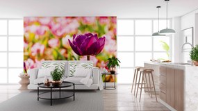 Malvis ® Tapeta Pestrý tulipán Vel. (šířka x výška): 216 x 140 cm