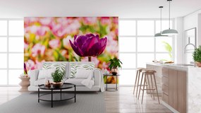 Malvis ® Tapeta Pestrý tulipán Vel. (šířka x výška): 432 x 290 cm