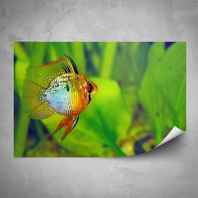 Plakát - Akvarijní rybička (60x40 cm) - PopyDesign