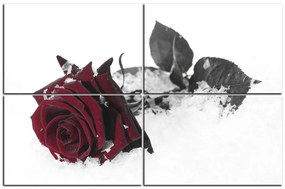 Obraz na plátně - Růže na sněhu 1103FE (90x60 cm)