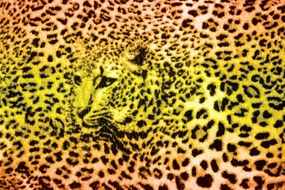 Fototapeta - Gepard leopardí zvíře (152,5x104 cm)