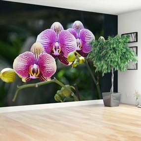 Fototapeta Fialová orchidej