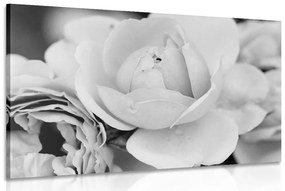 Obraz plný růží v černobílém provedení - 120x80 cm