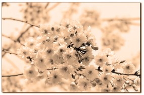 Obraz na plátně - Třešňový květ 1279FA (90x60 cm  )