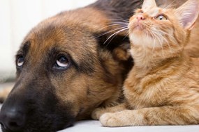 DIMEX | Samolepicí vliesová fototapeta na zeď Kočka se psem MA-5-0549 | 375 x 250 cm | bílá, černá, oranžová, hnědá
