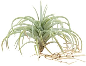 TISLANDIA umělá rostlina, 19 cm