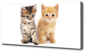 Wallmuralia Foto obraz na plátně do obýváku Hnědá a červená kočka 100x50
