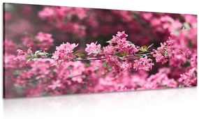 Obraz detailní květiny třešně Varianta: 100x50