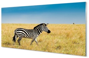 akrylový obraz Zebra box 125x50 cm