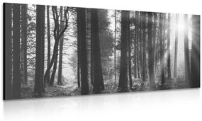 Obraz les zalitý sluncem v černobílém provedení Varianta: 120x60