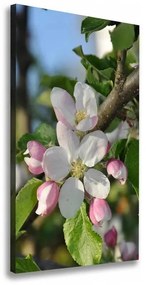 Obraz na plátně - Květ jabloně 50 x 100 cm