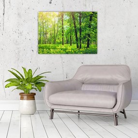 Skleněný obraz - Jarní listnatý les (70x50 cm)