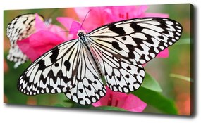Wallmuralia Foto obraz na plátně Motýl na květině 100x50