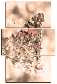 Obraz na plátně - Motýl na levandule - obdélník 7221FC (120x80 cm)