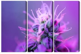Vícedílný obraz Makro Rostlina Na Růžovo-Fialovém Pozadí Nedostatek Nedostatek Přírodní plátno 120x80
