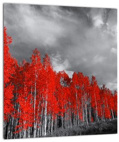 Obraz - Stromy v barvě podzimu (30x30 cm)