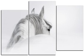 Obraz na plátně - Andaluský kůň v mlze 1219C (120x80 cm)