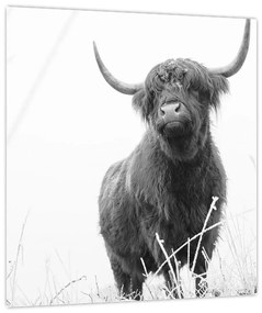 Obraz - Skotská kráva 4, černobílá (30x30 cm)