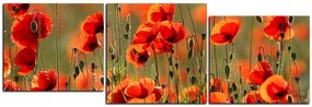 Obraz na plátně - Krásné divoké máky - panoráma 597D (150x50 cm)