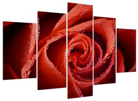 Obraz červené růže (150x105 cm)