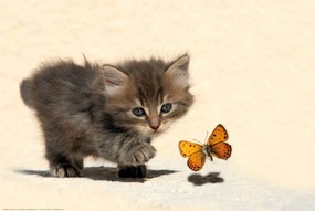 Postershop Plagát: Mačiatko a motýľ