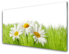 Obraz na skle Sedmikráska Květiny Rostlina 100x50 cm