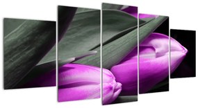 Obraz fialových tulipánů