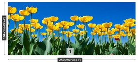 Fototapeta Tulipán Květiny 104x70